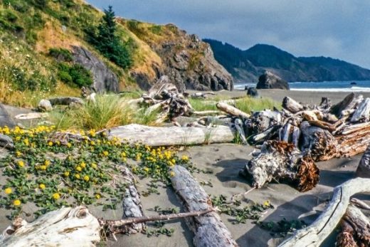 20 Best & Fun Things To Do In Humboldt County (CA) | Travel Around
