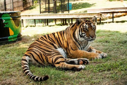 20 Best & Fun Things To Do In Tyler (Texas) | Travel Around