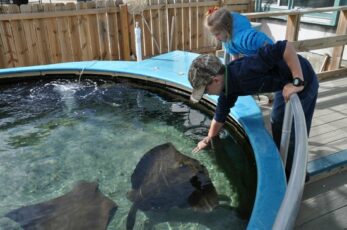 21 Best & Fun Things To Do In Dauphin Island (AL) | Travel Around