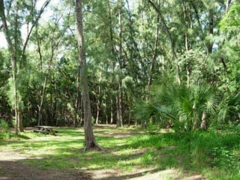 21 UNIQUE & FUN Things to Do in Siesta Key (Florida)