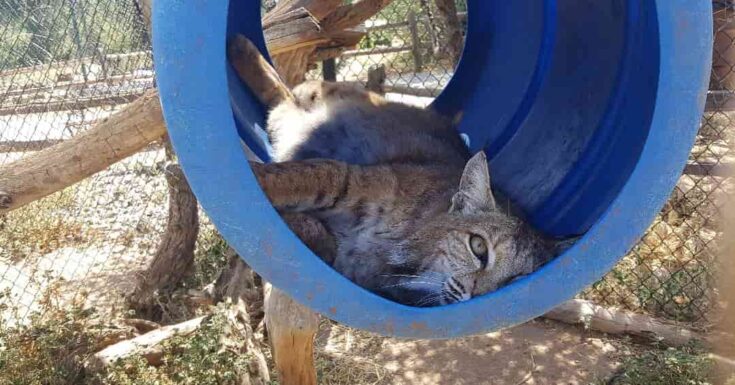 30 Best & Fun Things to Do in Prescott (Arizona) | Travel Around